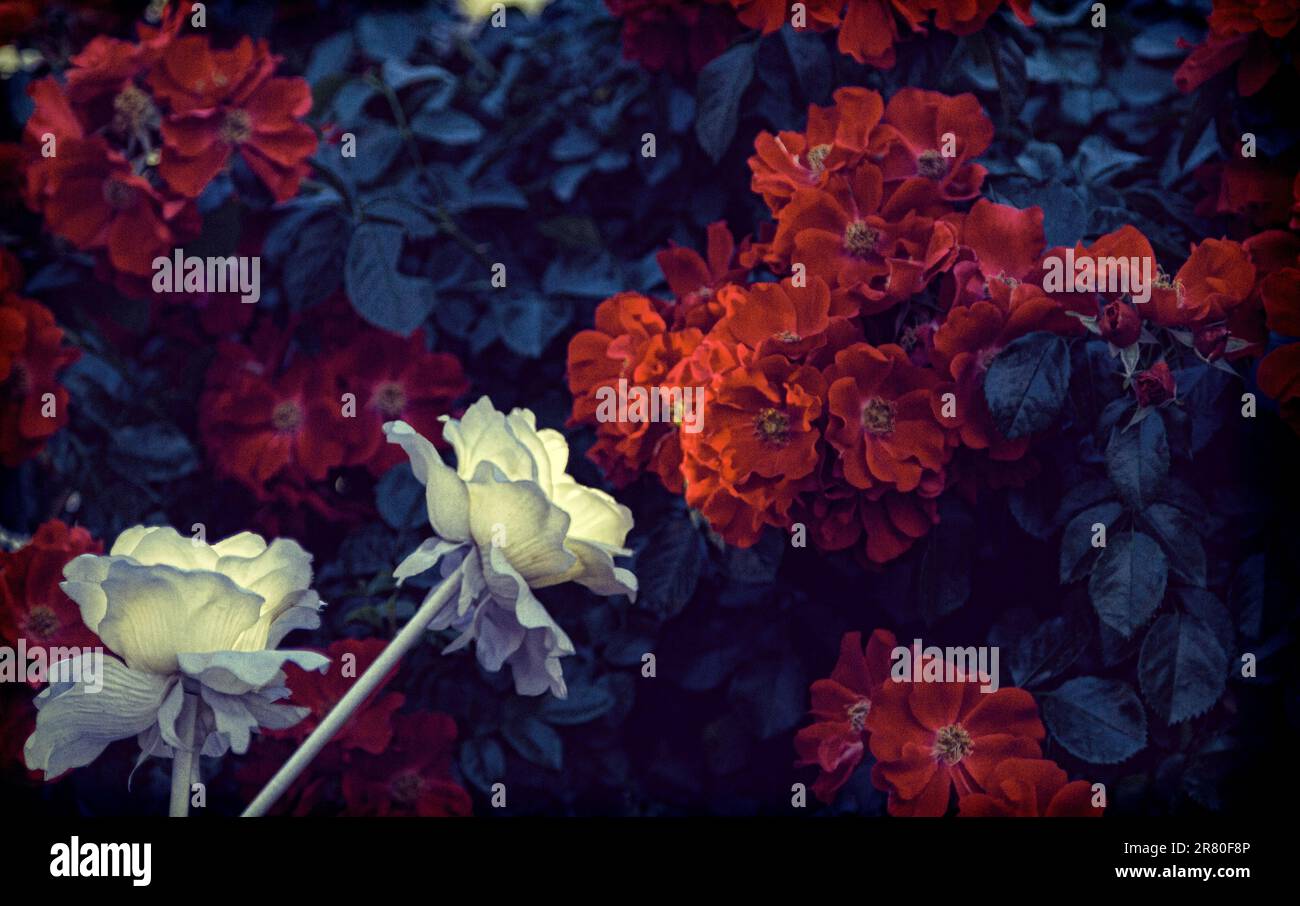 A natural rose facing a natural one Stock Photo - Alamy