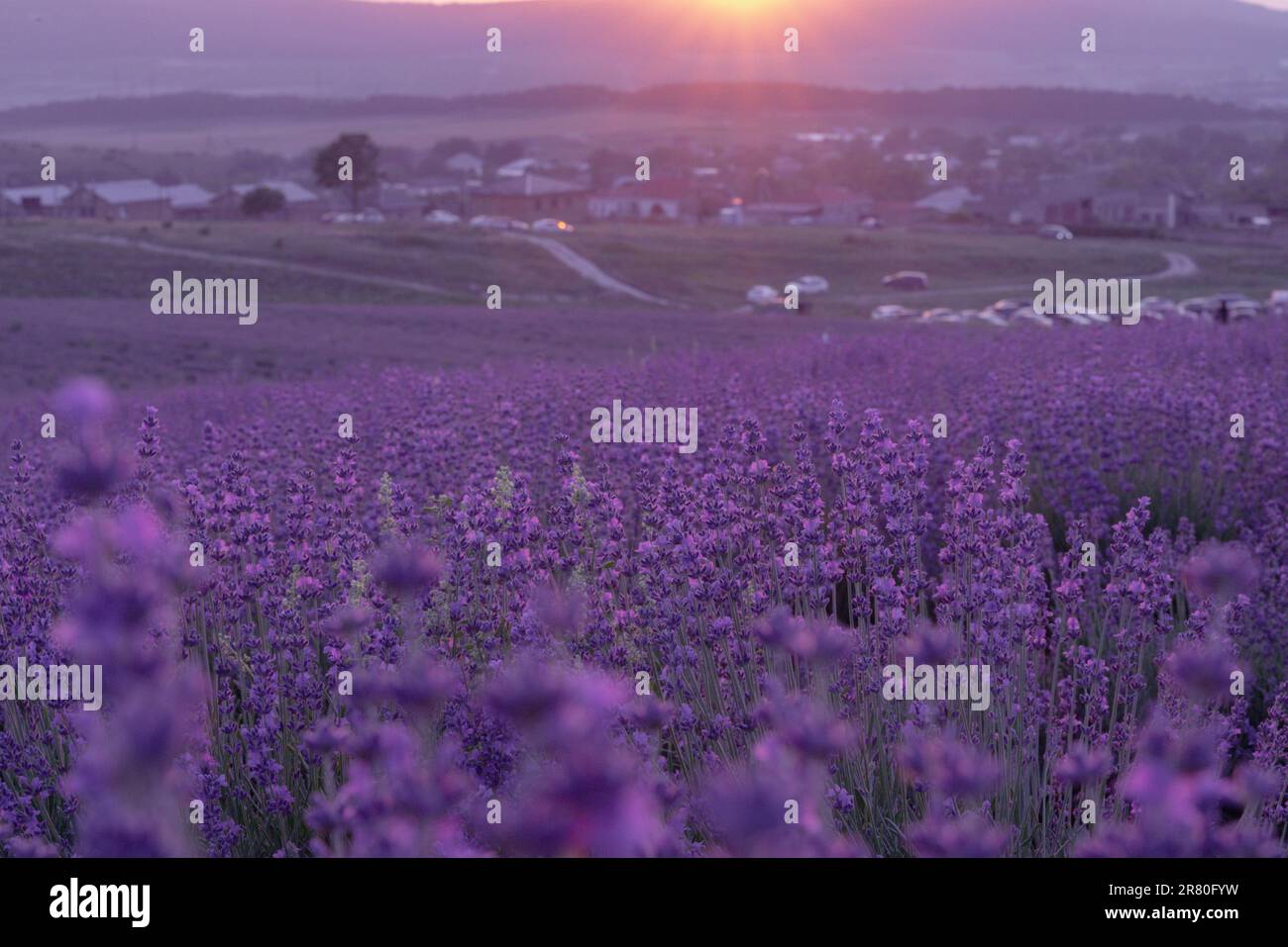 Lavender flower background. Violet lavender field sanset close up ...