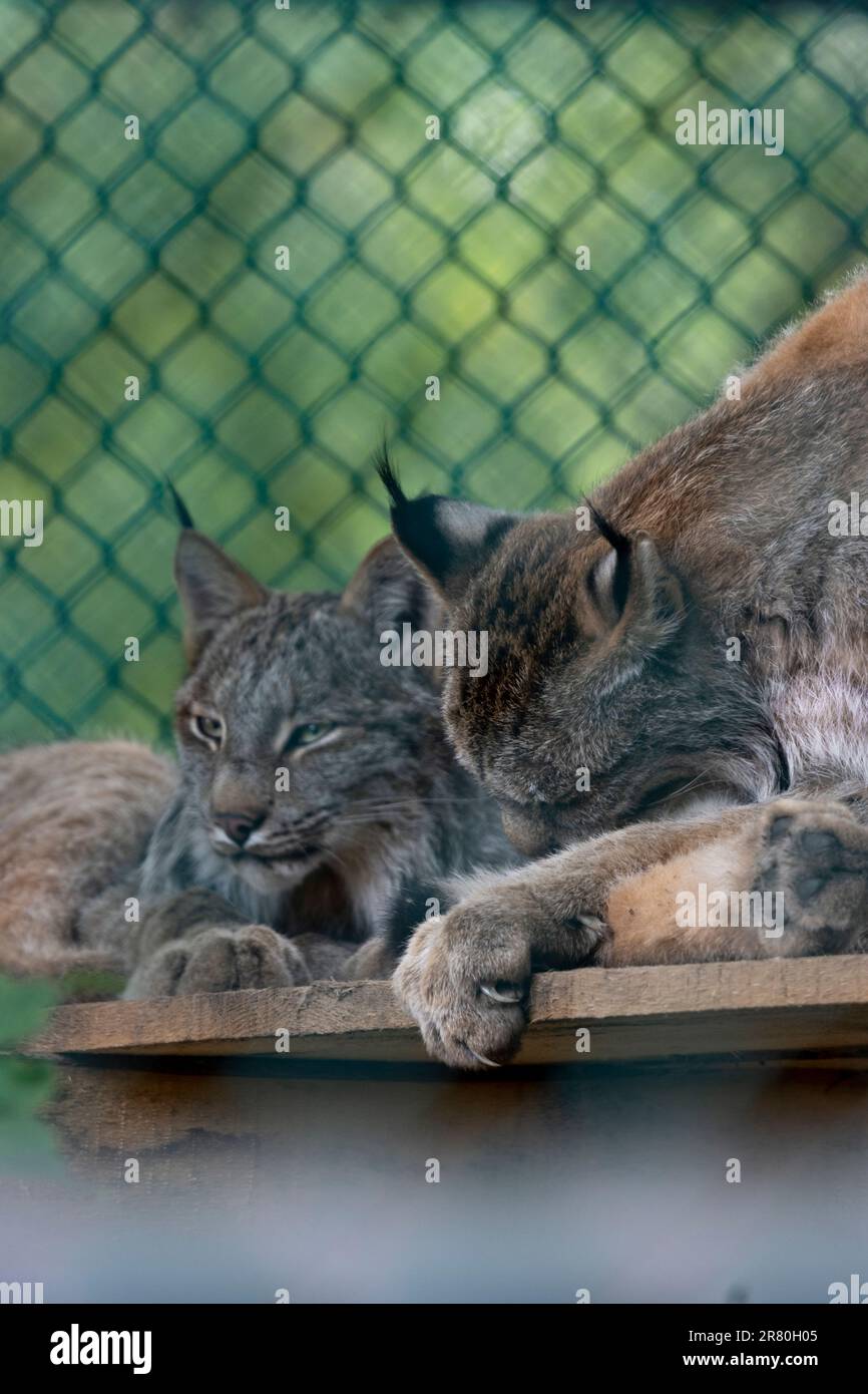 two male linx at the zoo Stock Photo - Alamy