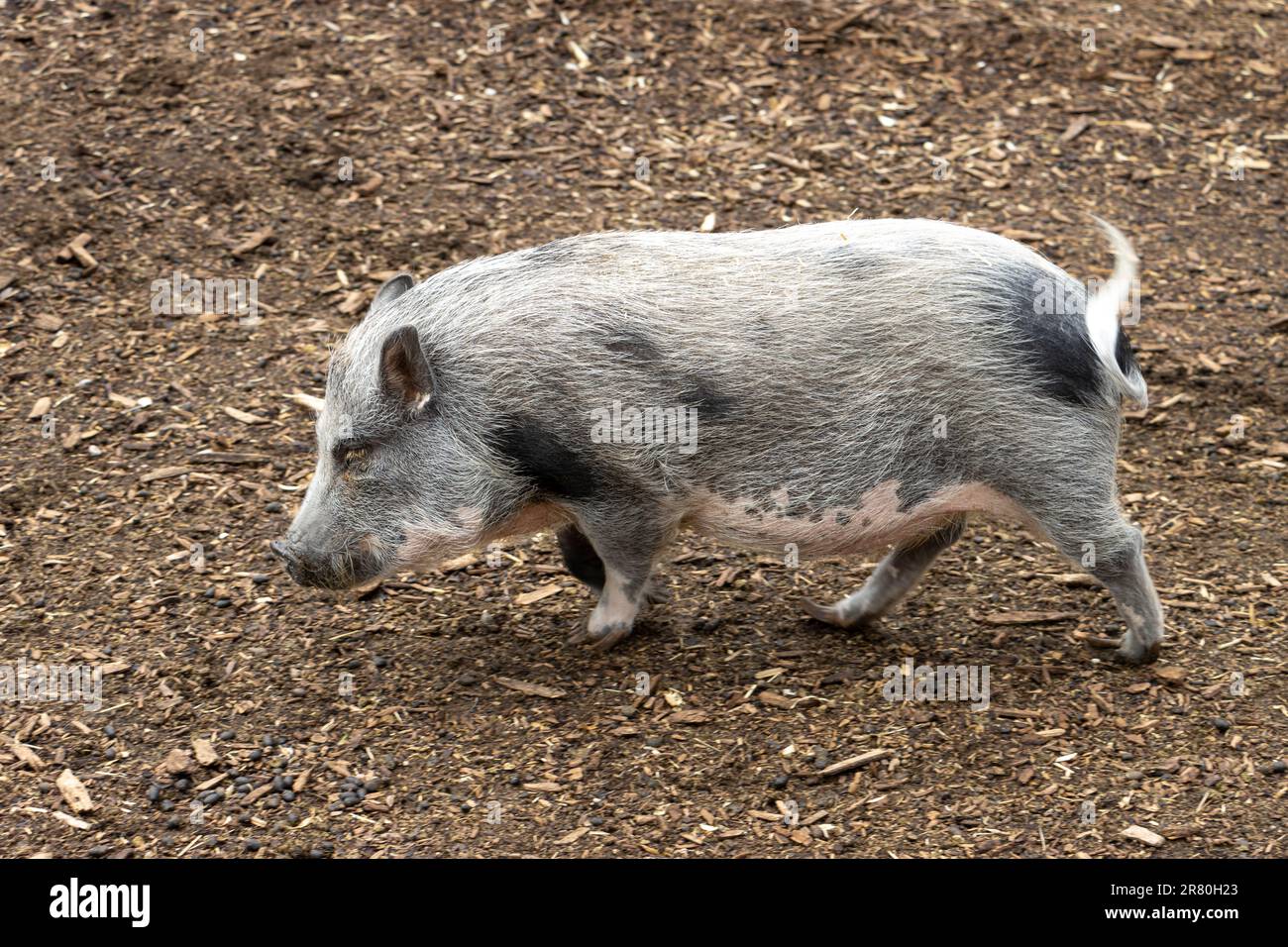 juliana pig side profile on mulch background Stock Photo - Alamy