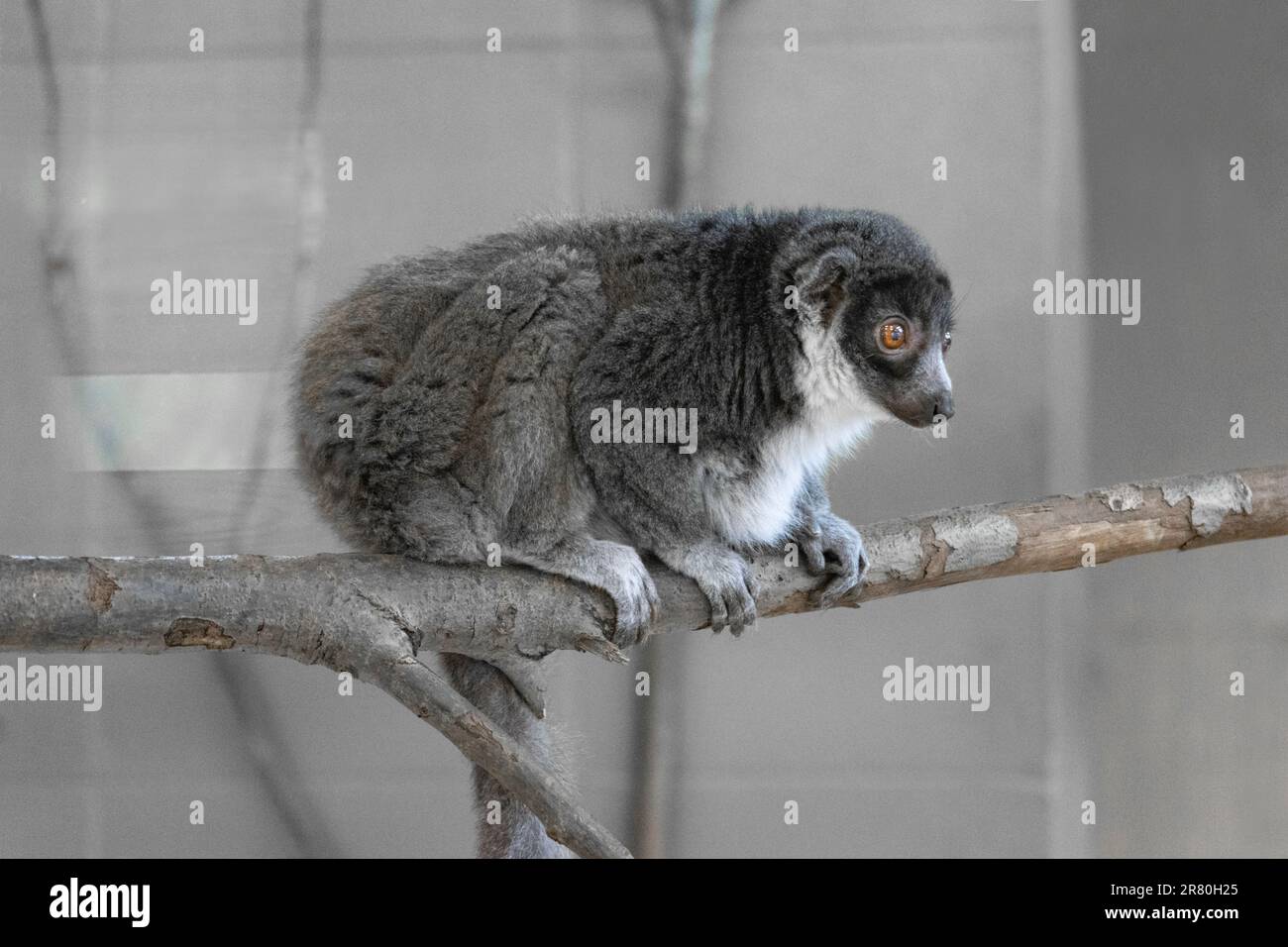 lemur with orange eye sitting on branch, side profile Stock Photo - Alamy