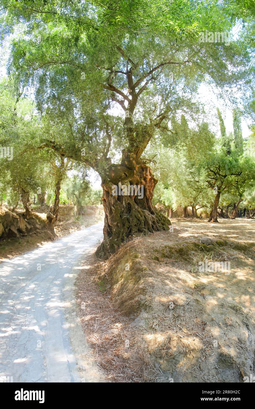 A huge ancient olive tree on the Greek island of Zakynthos, Greece ...