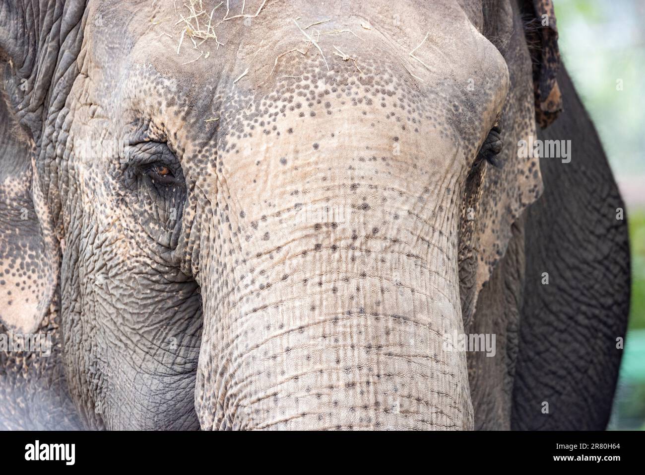Elephant face hi-res stock photography and images - Alamy