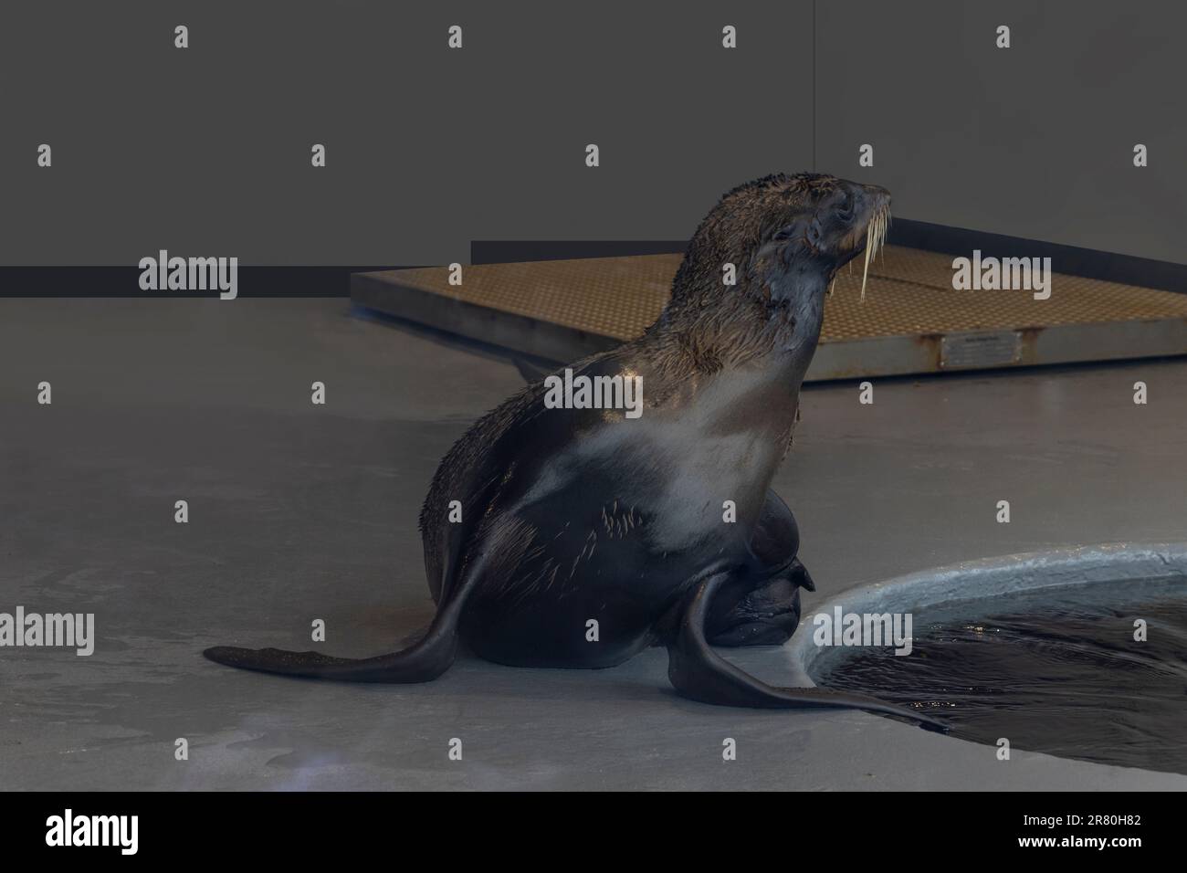 seal sitting inside beside swimming pool Stock Photo - Alamy