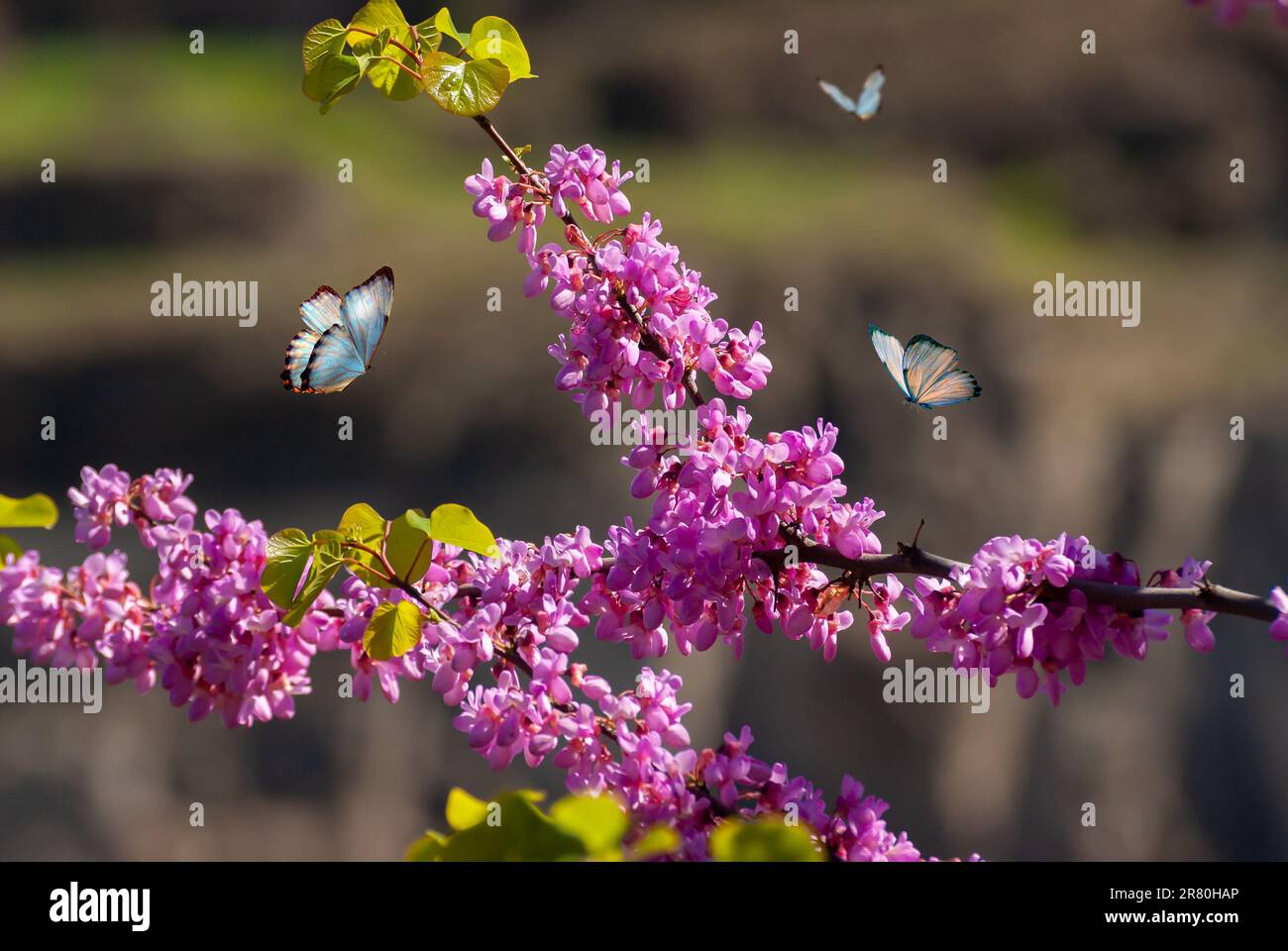 Beautiful butterflies over branch of flowering tree in spring at ...