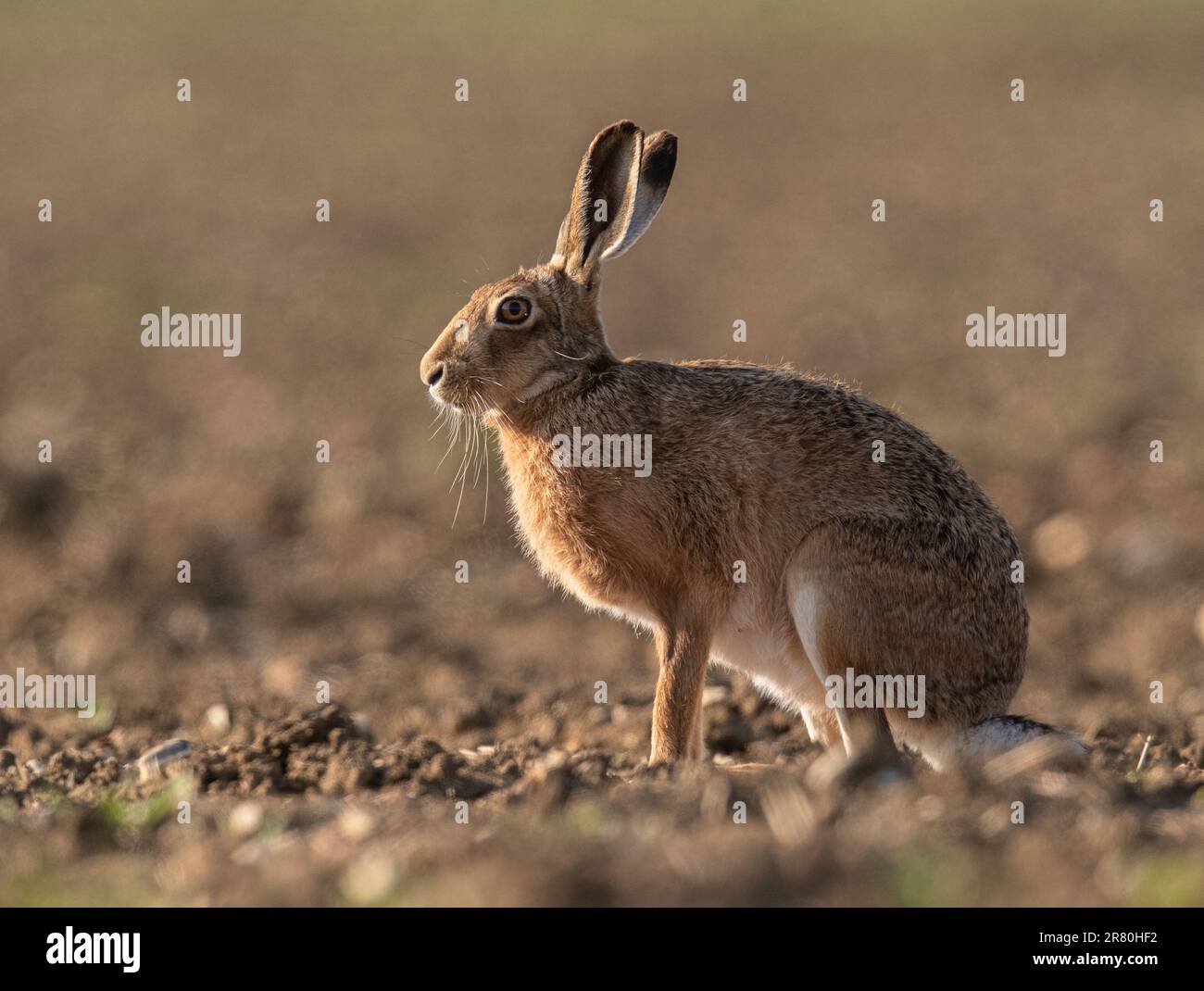 A close up detailed shot of a Brown Hare ( Lepus europaeus) with big ...