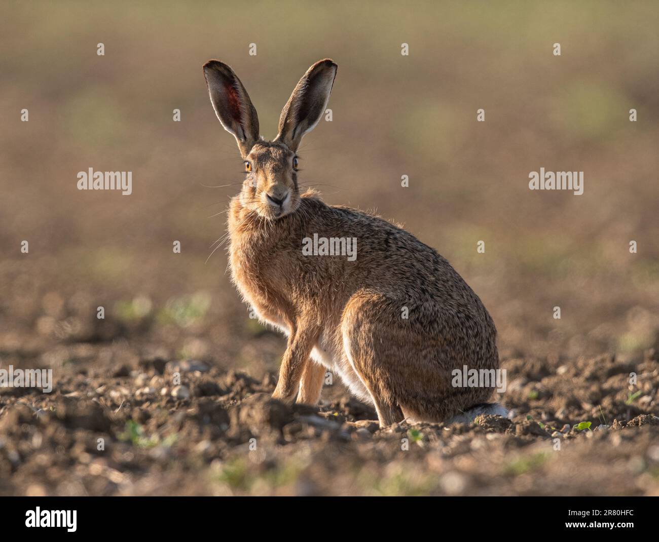 A close up detailed shot of a Brown Hare ( Lepus europaeus) with big ...