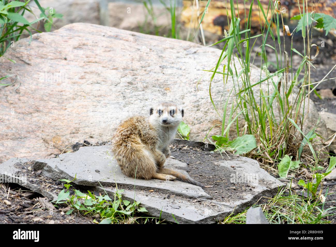 meerkat sitting on rock looking sad and cold Stock Photo - Alamy
