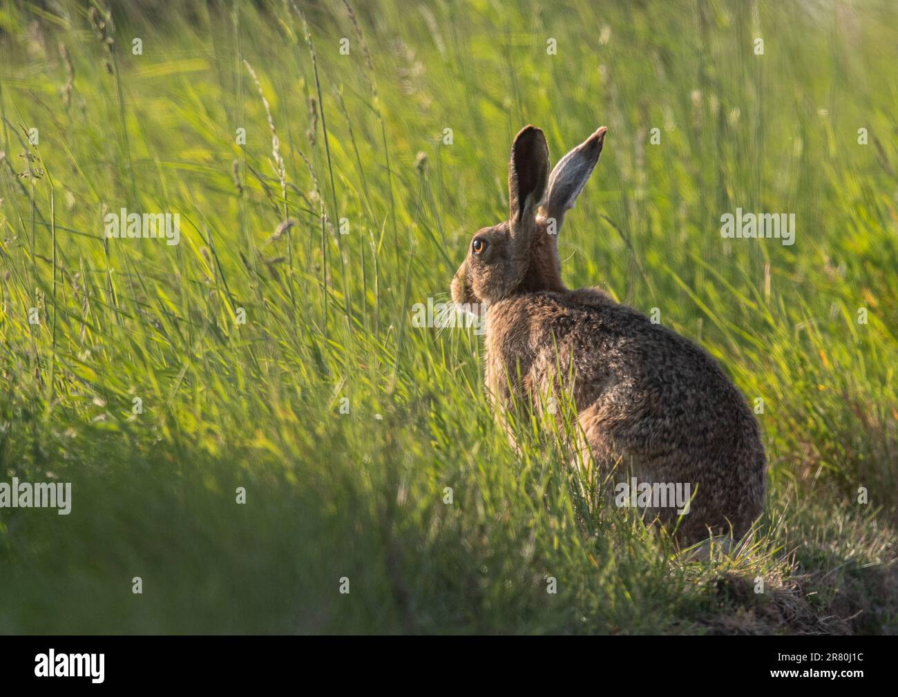 A close up detailed shot of a Brown Hare ( Lepus europaeus) with big ...