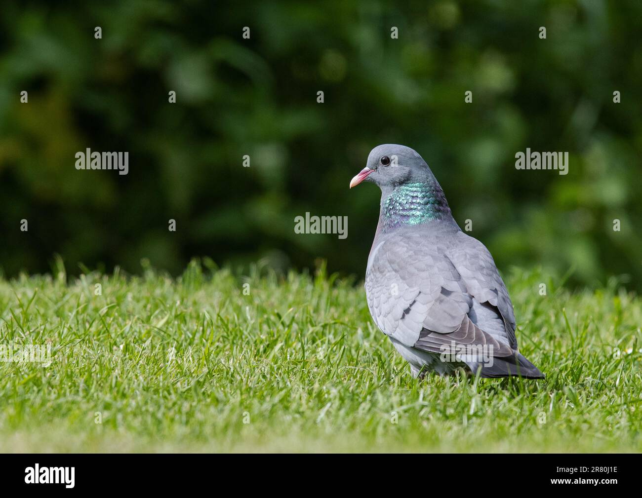 A colourful Stock Dove (Columba oenas) , showing the iridescent green ...