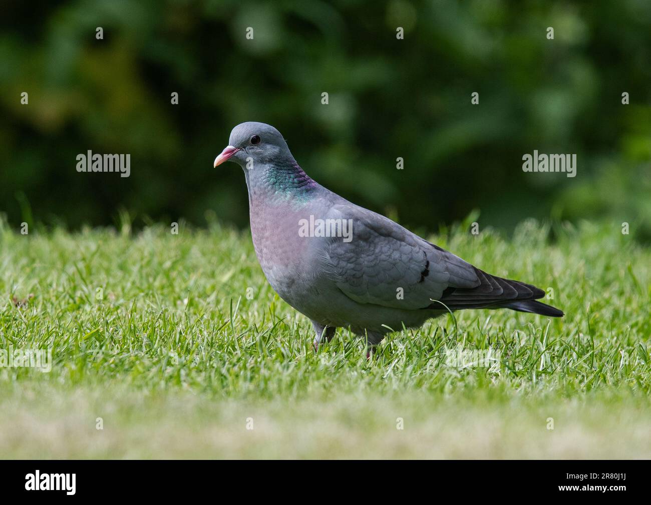 A colourful Stock Dove (Columba oenas) , showing the iridescent green ...