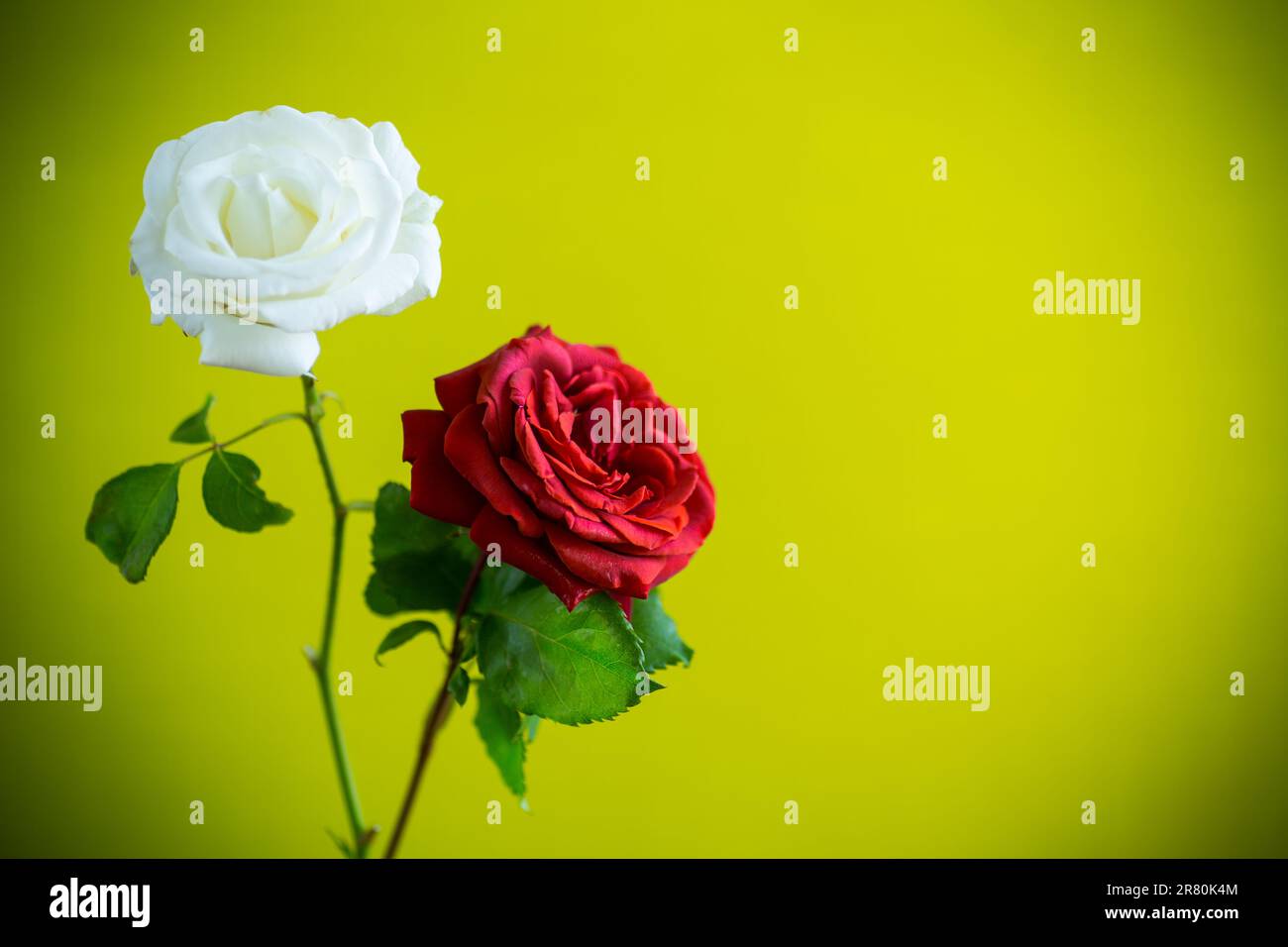 Beautiful blooming red and white rose flowers on green background Stock ...
