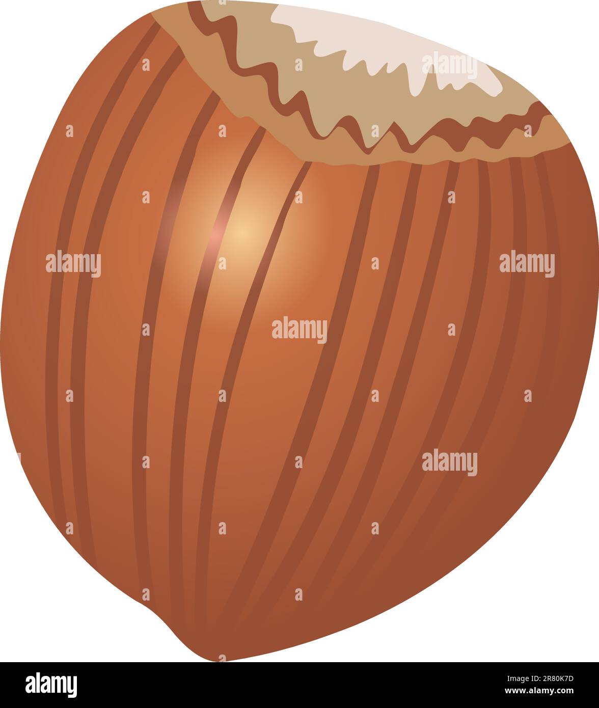 One whole filbert on the white background Stock Vector Image & Art - Alamy