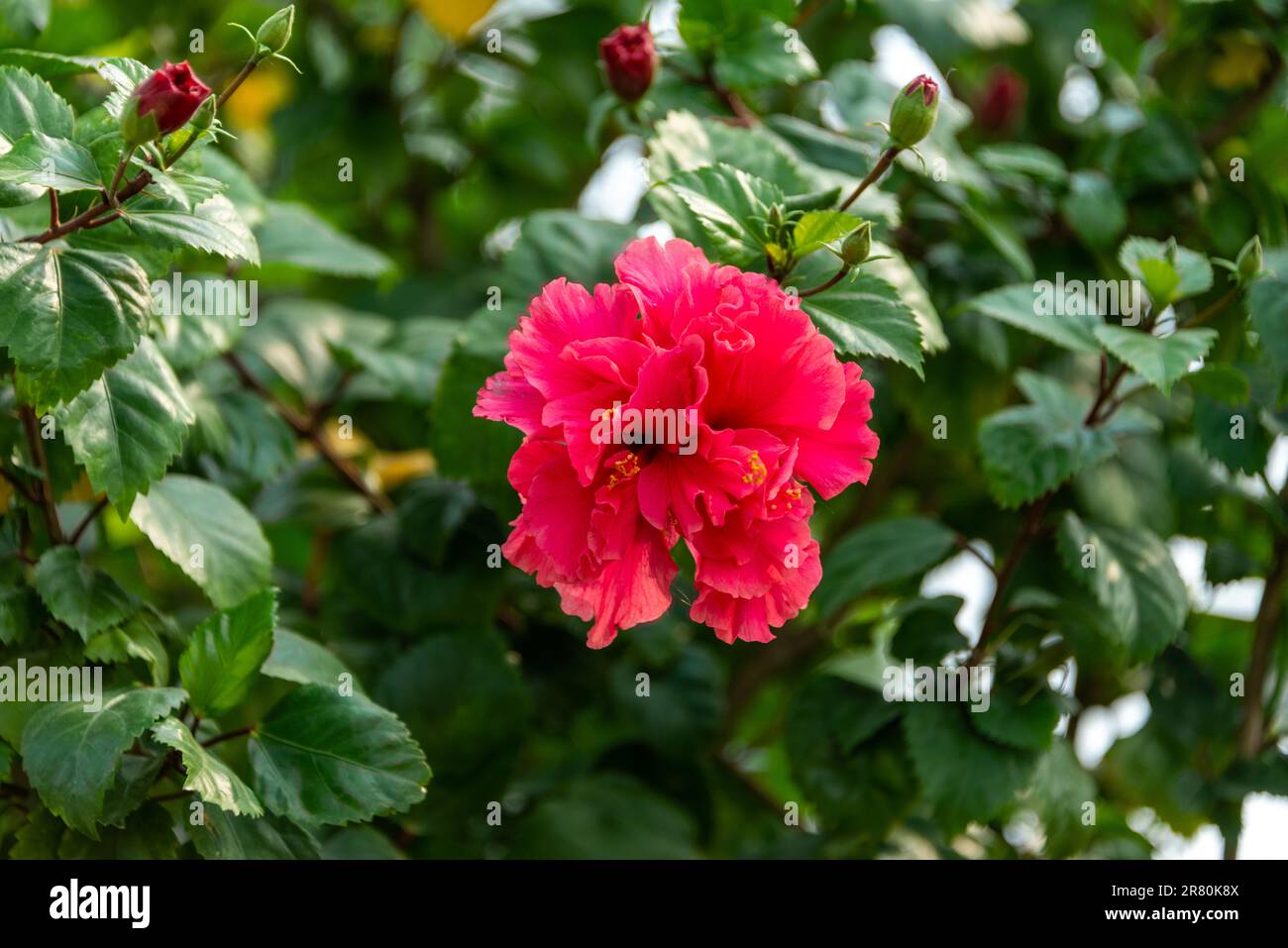 Double bloom red hibiscus flower hi-res stock photography and images ...