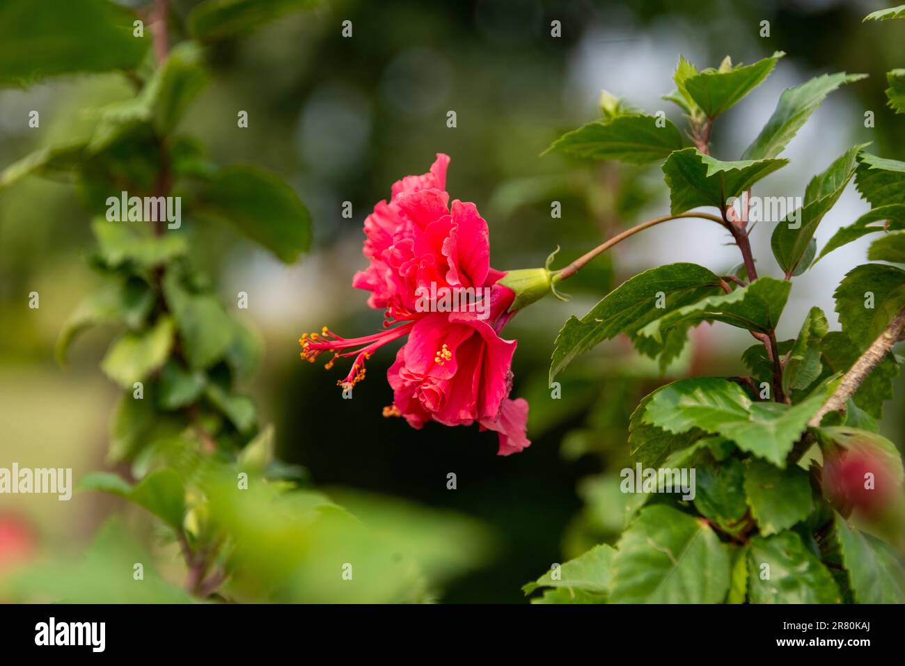 Double bloom red hibiscus flower hi-res stock photography and images ...