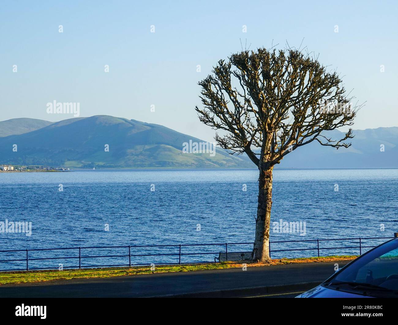 Lone tree stands out against the backdrop of Rothesay Bay and the green ...