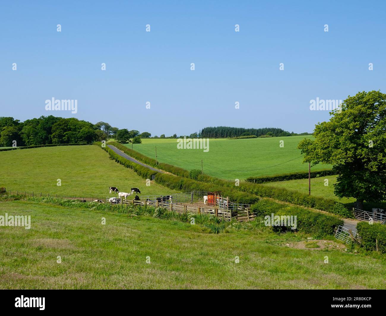 Cattle on pasture with rolling hills of lush green grass. Summer in ...
