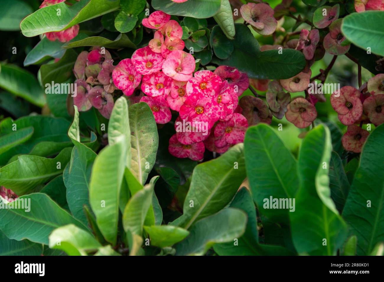 Euphorbia mili flower hi-res stock photography and images - Alamy