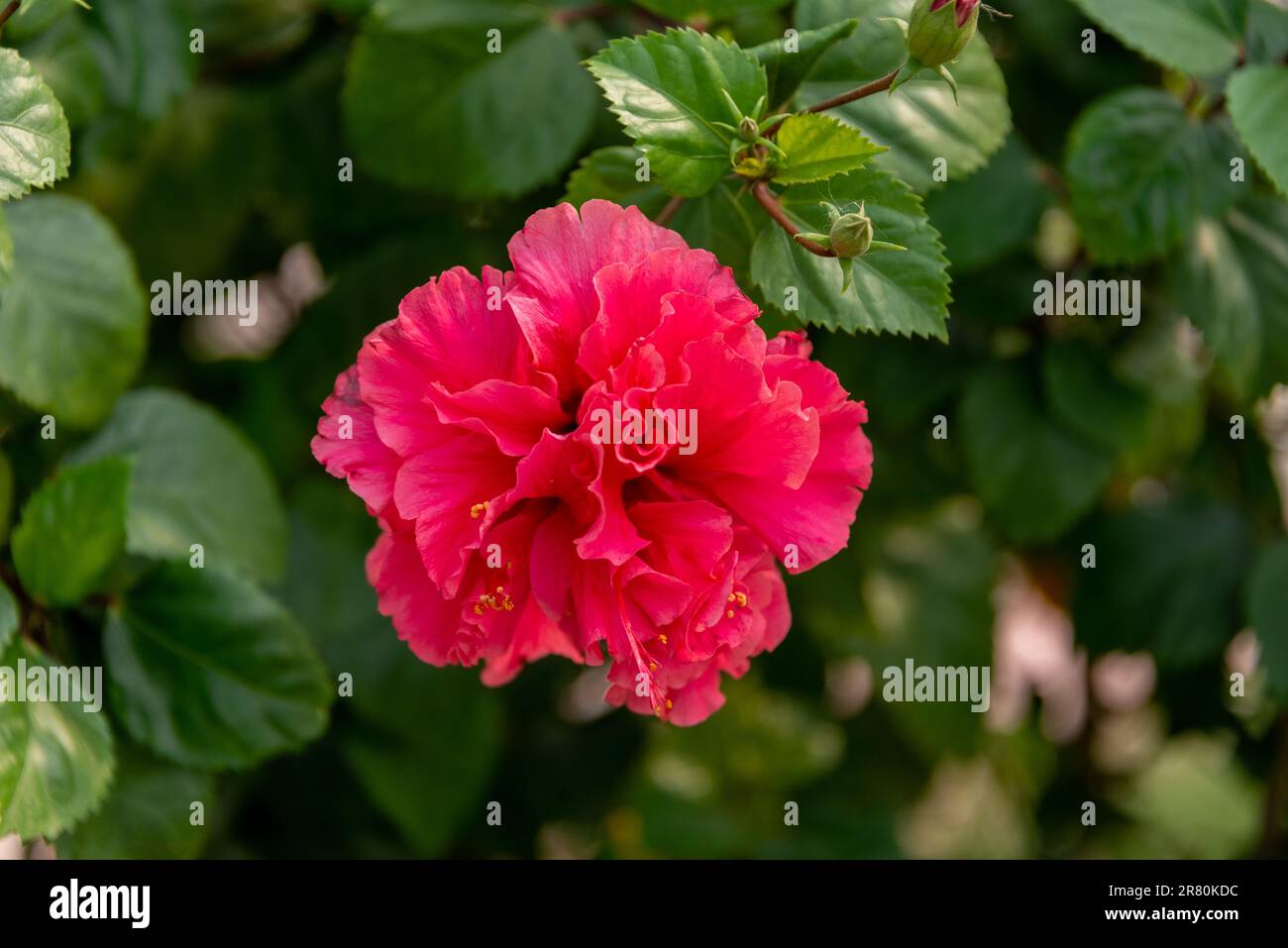 Double-headed Pink Hibiscus Flower in the garden Stock Photo - Alamy