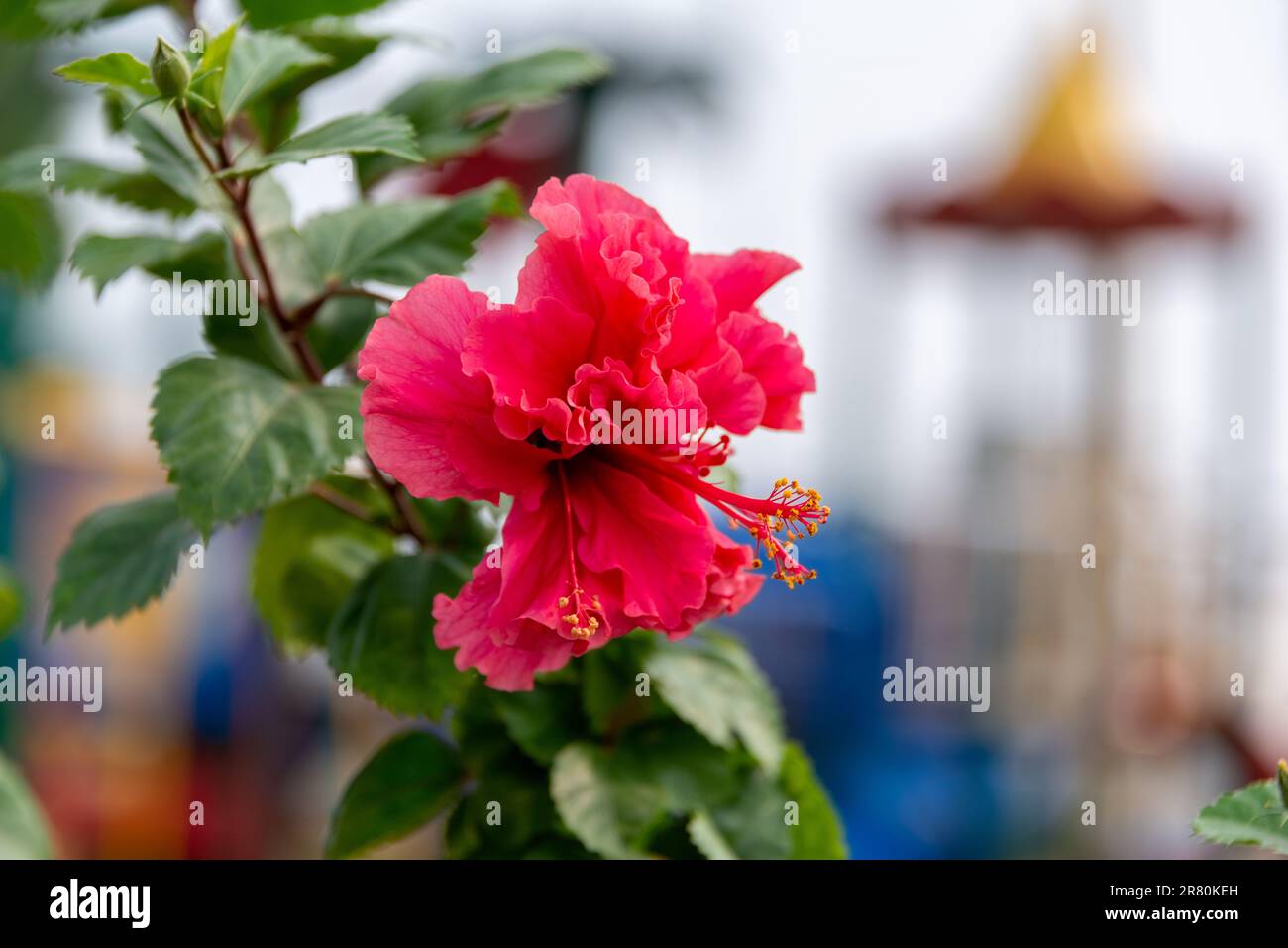 Double bloom red hibiscus flower hi-res stock photography and images ...