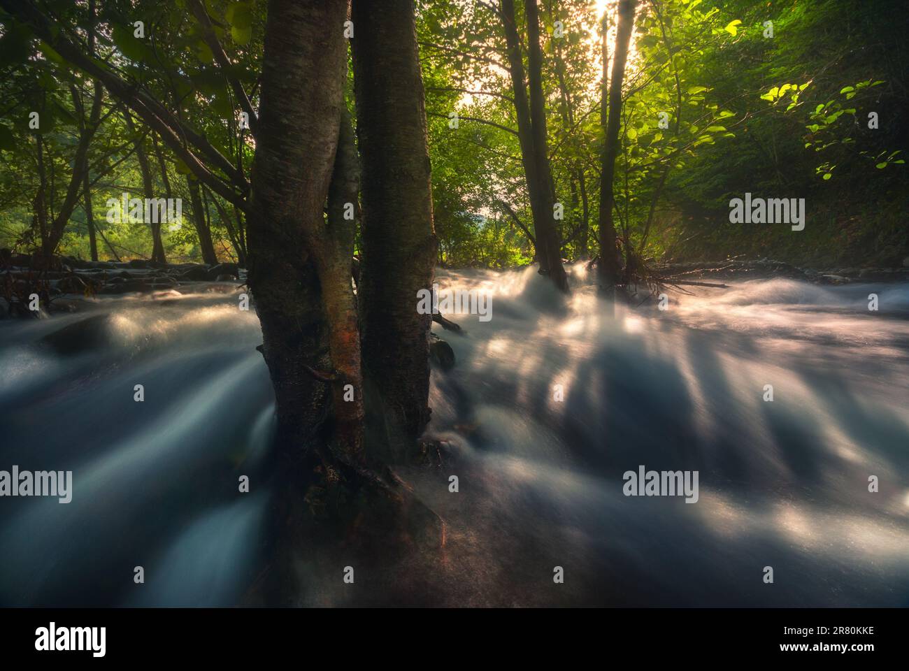River Water Flow Between beautiful Forest Trees Stock Photo - Alamy
