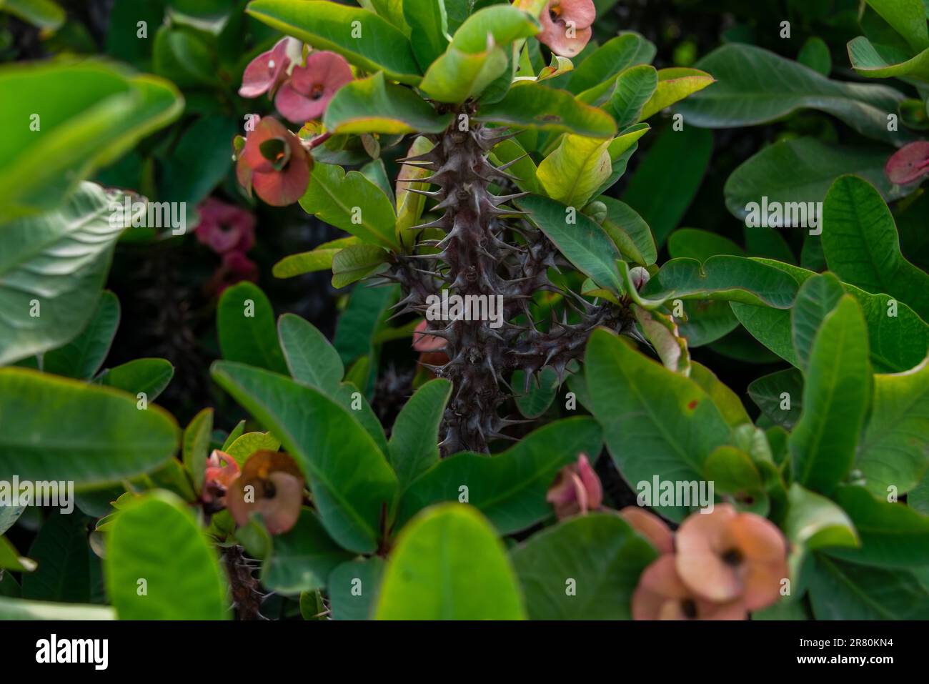 Euphorbia mili flower hi-res stock photography and images - Alamy