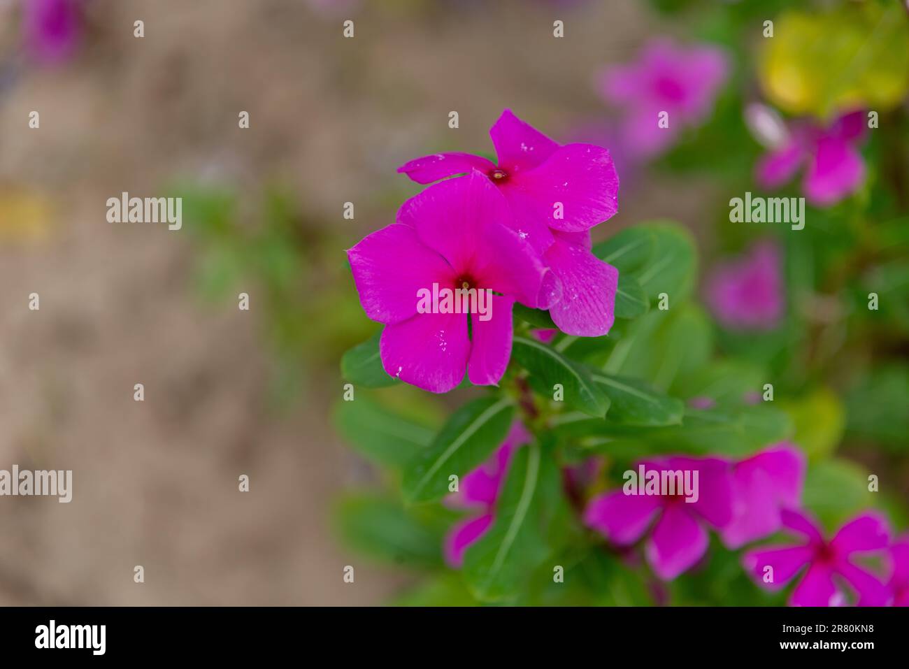 The Madagascar periwinkle is a tropical flower known for its vibrant ...