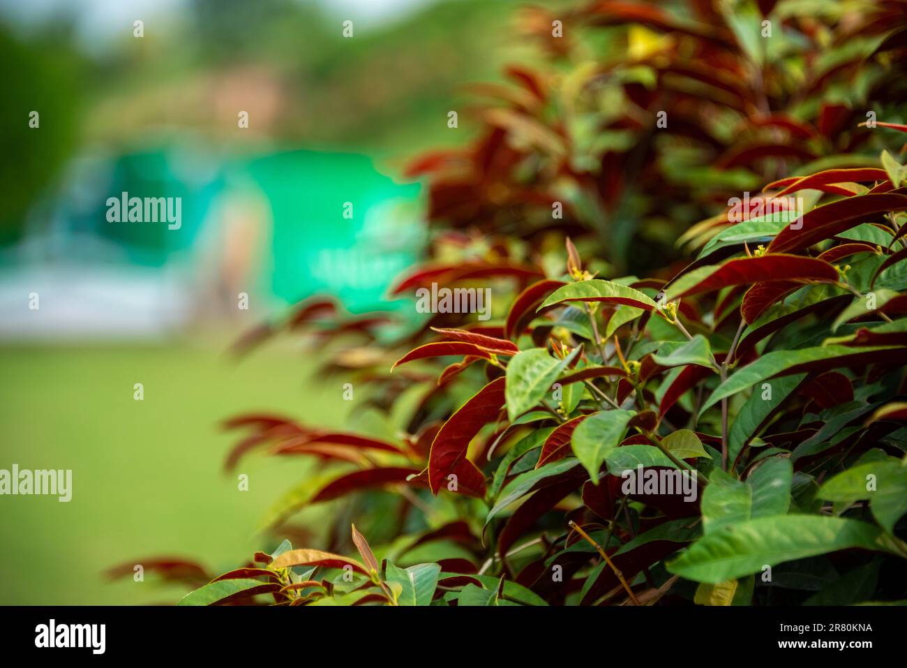 The blindness tree is a species of Excoecaria, also known as Chinese ...