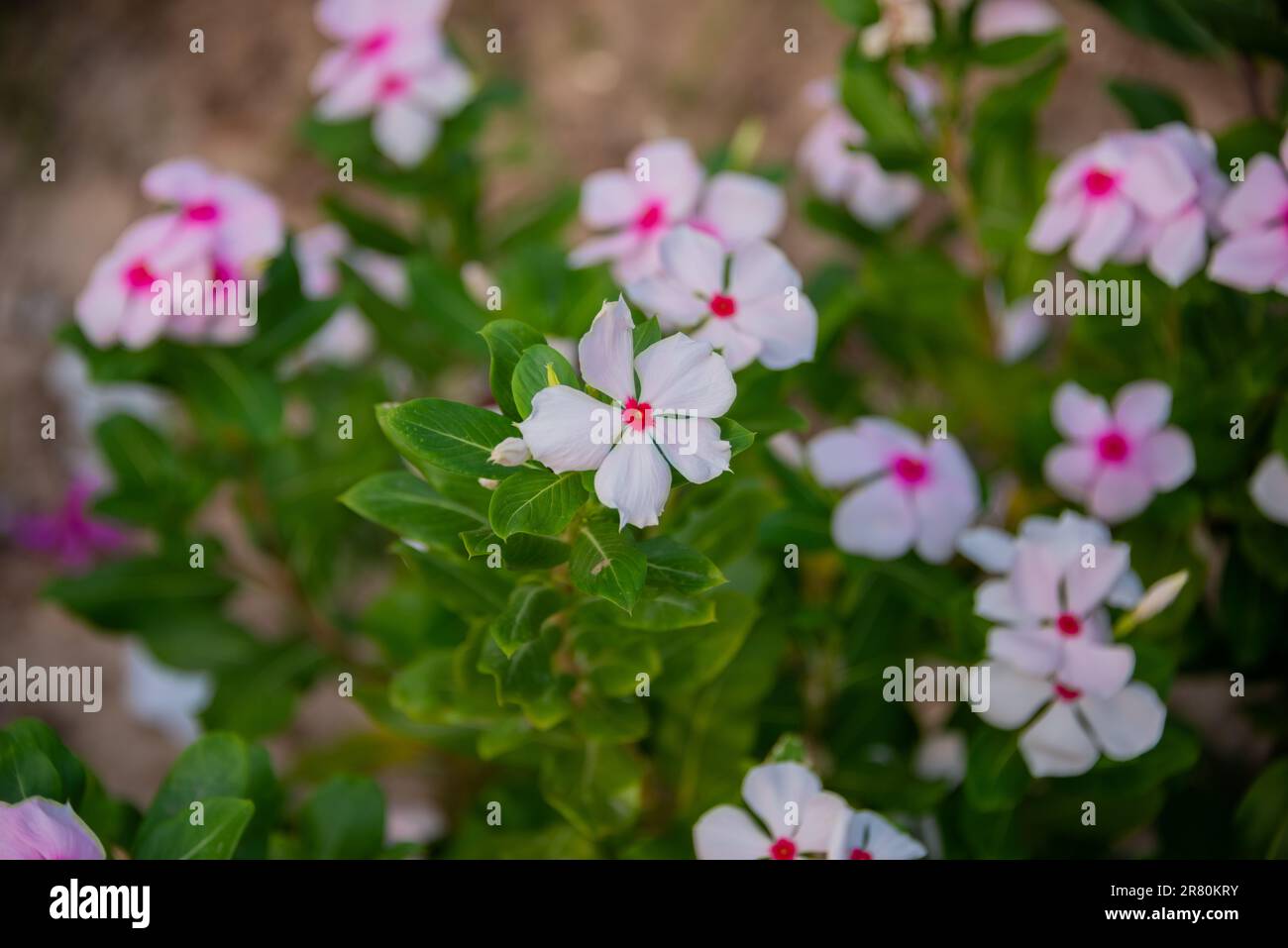 The Madagascar periwinkle is a tropical flower known for its vibrant ...
