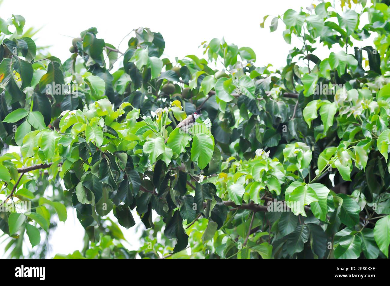 tree , bird and sky or Red whiskered Bulbul on santol tree Stock Photo ...