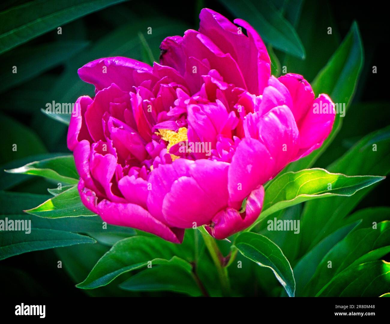 Chinese rock garden hi-res stock photography and images - Alamy