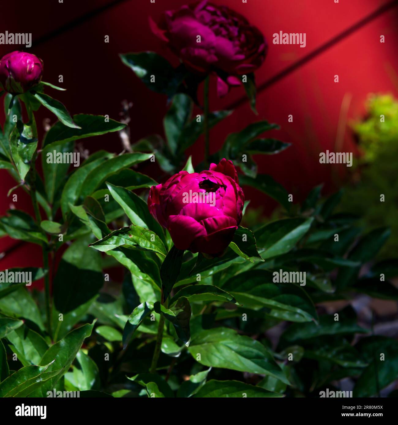 Sunlight and shadow highlight a spring peony bloom Stock Photo - Alamy