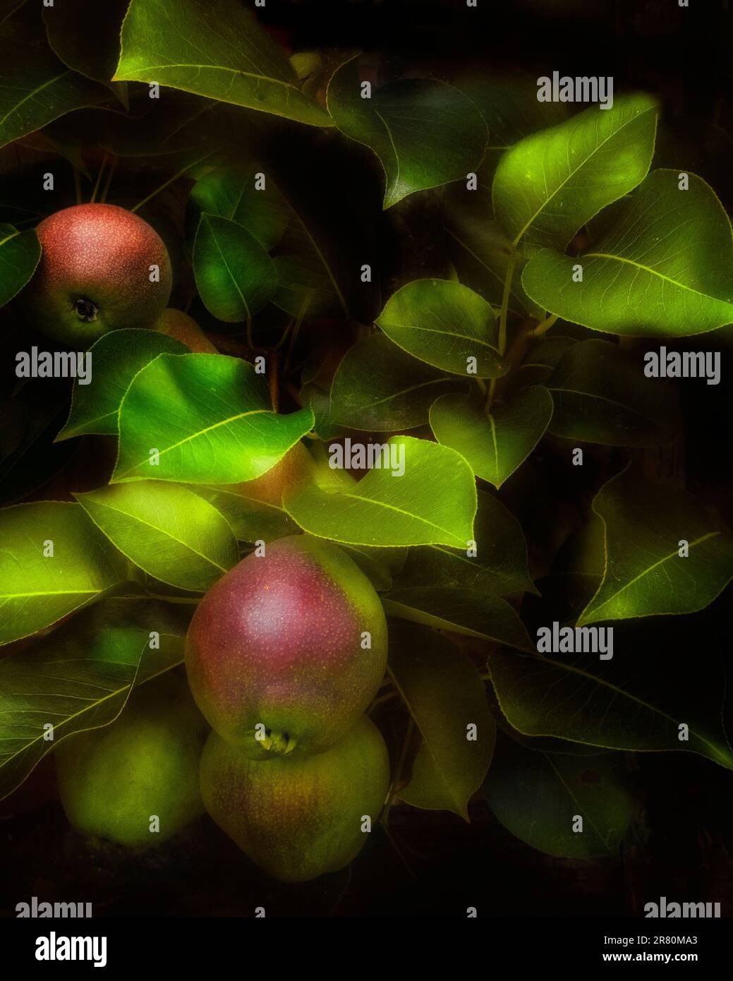 Illustrations pears hi-res stock photography and images - Alamy