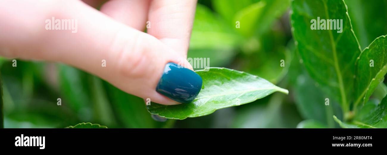 Hand touching green mint hi-res stock photography and images - Alamy