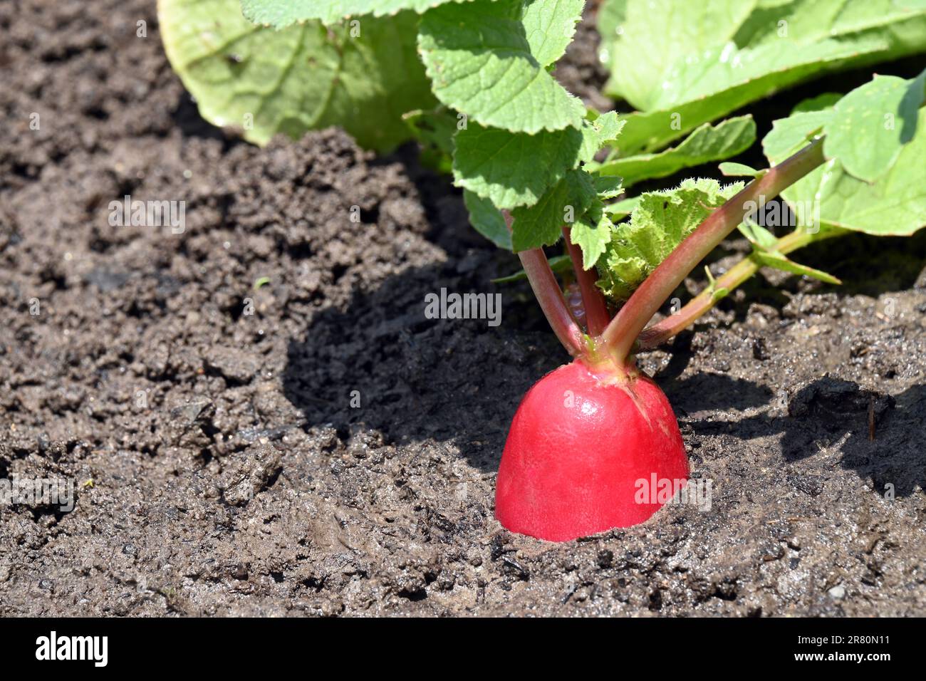 Close-up of fresh red radish growing organically in fertile soil, with ...