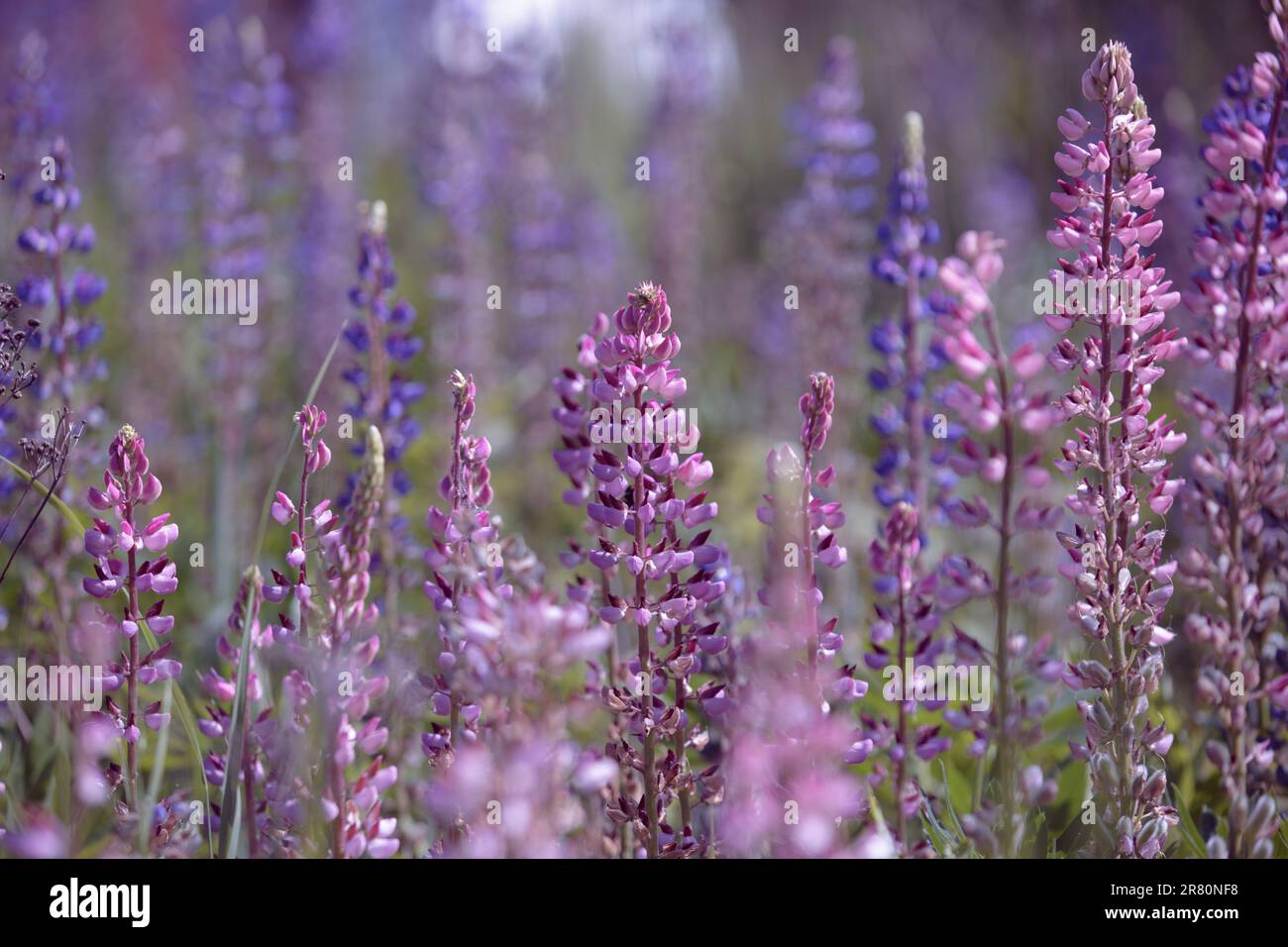 Field blooming lupine flowers lupinus hi-res stock photography and images - Alamy