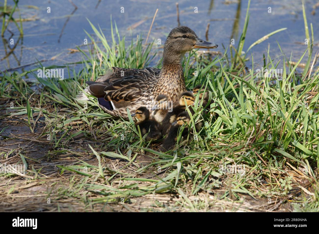 A gray wild duck sits with its ducklings on the bank of a body of water ...
