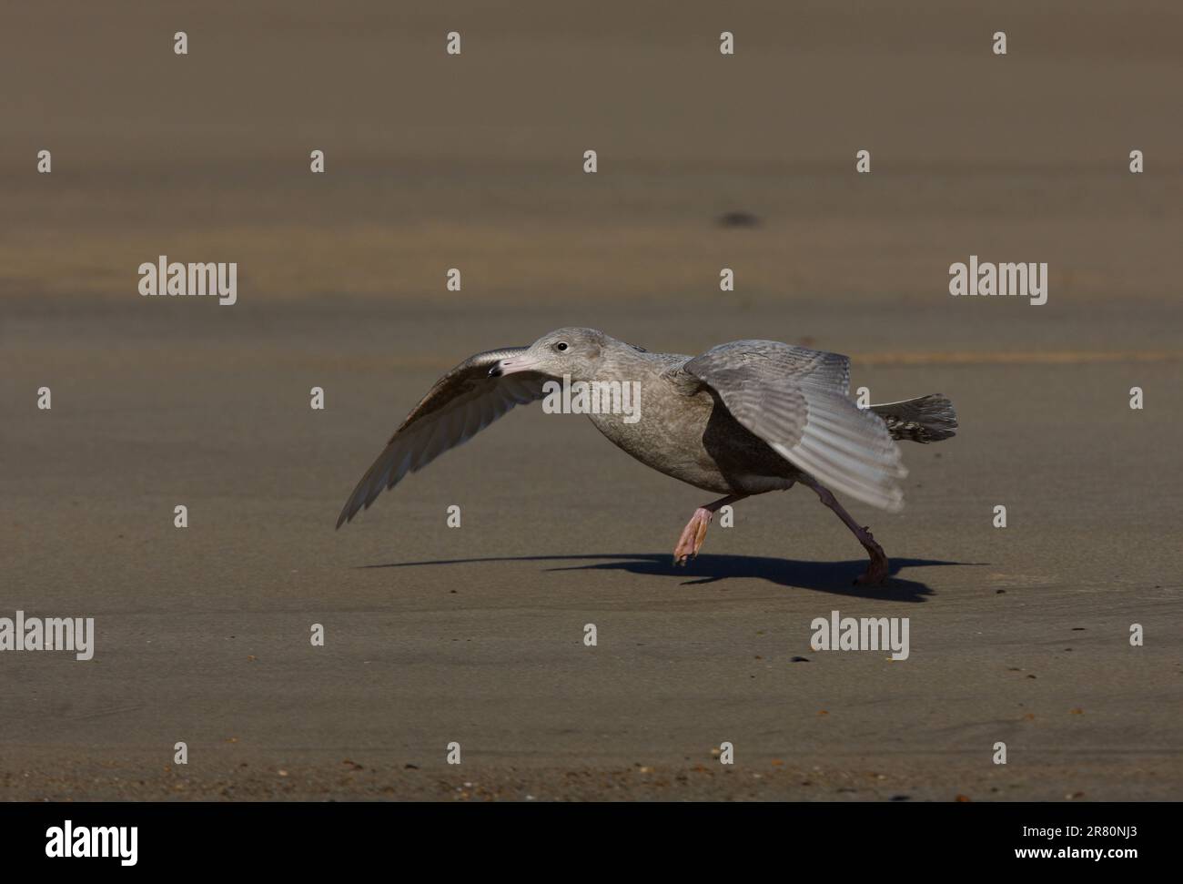 Glaucous Gull (Larus hyperboreus) first winter taking off from sandy ...