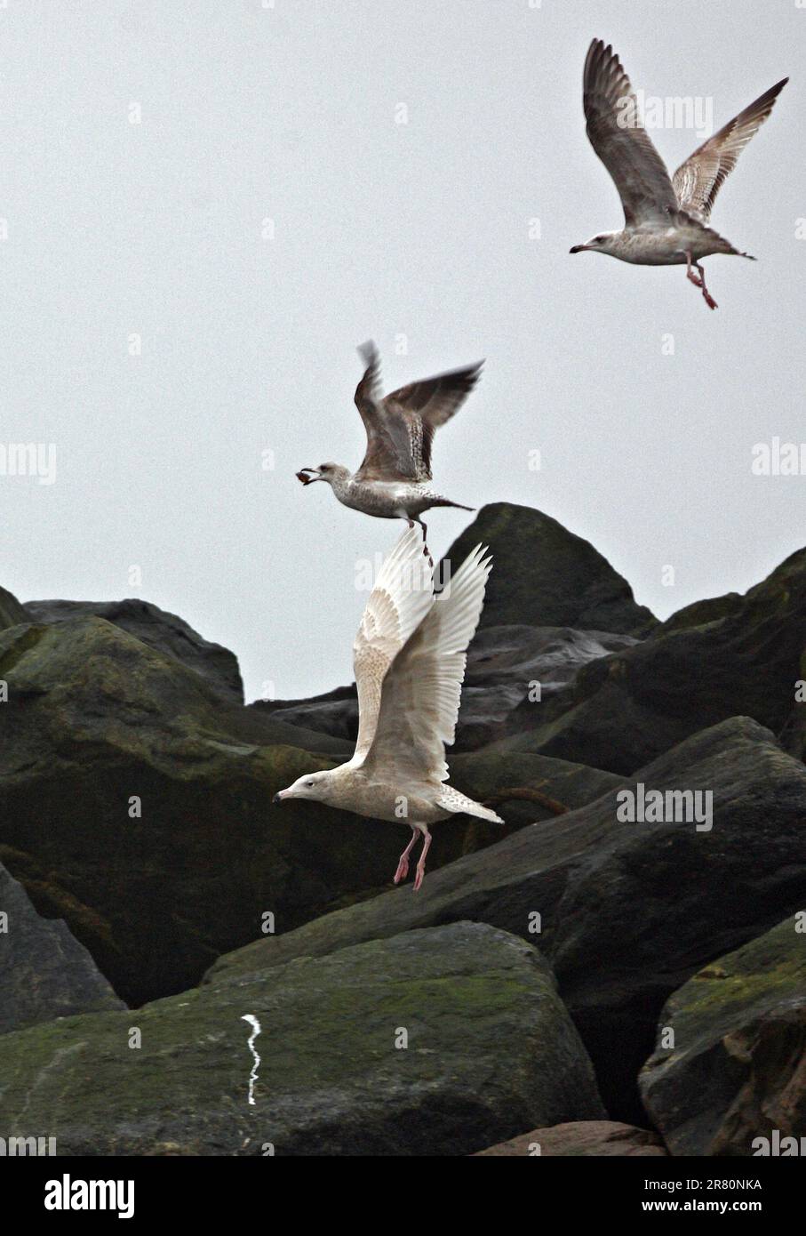 First flight uk bird hi-res stock photography and images - Alamy