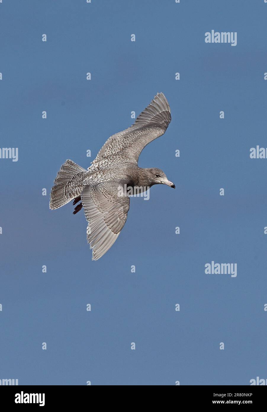 Glaucous Gull (Larus hyperboreus) first winter in flight Eccles-on-sea ...