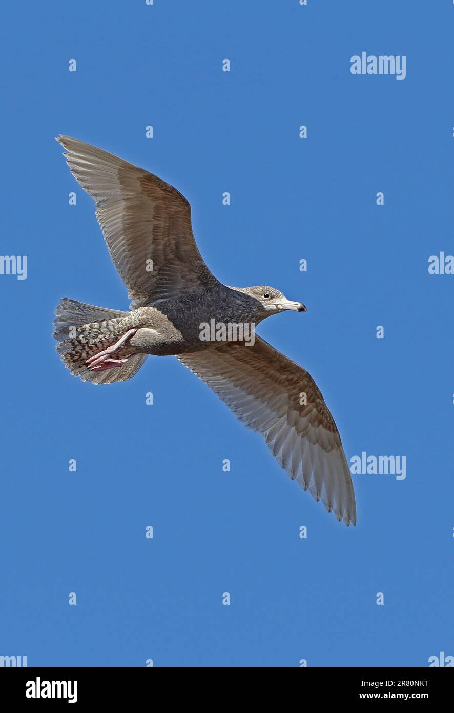 Glaucous Gull (Larus hyperboreus) first winter in flight Eccles-on-sea ...