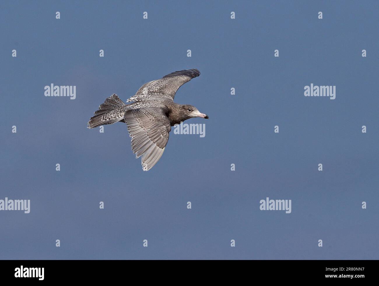 Glaucous Gull (Larus hyperboreus) first winter in flight Eccles-on-sea ...