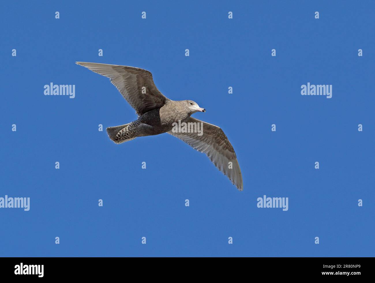 Glaucous Gull (Larus hyperboreus) first winter in flight Eccles-on-sea ...