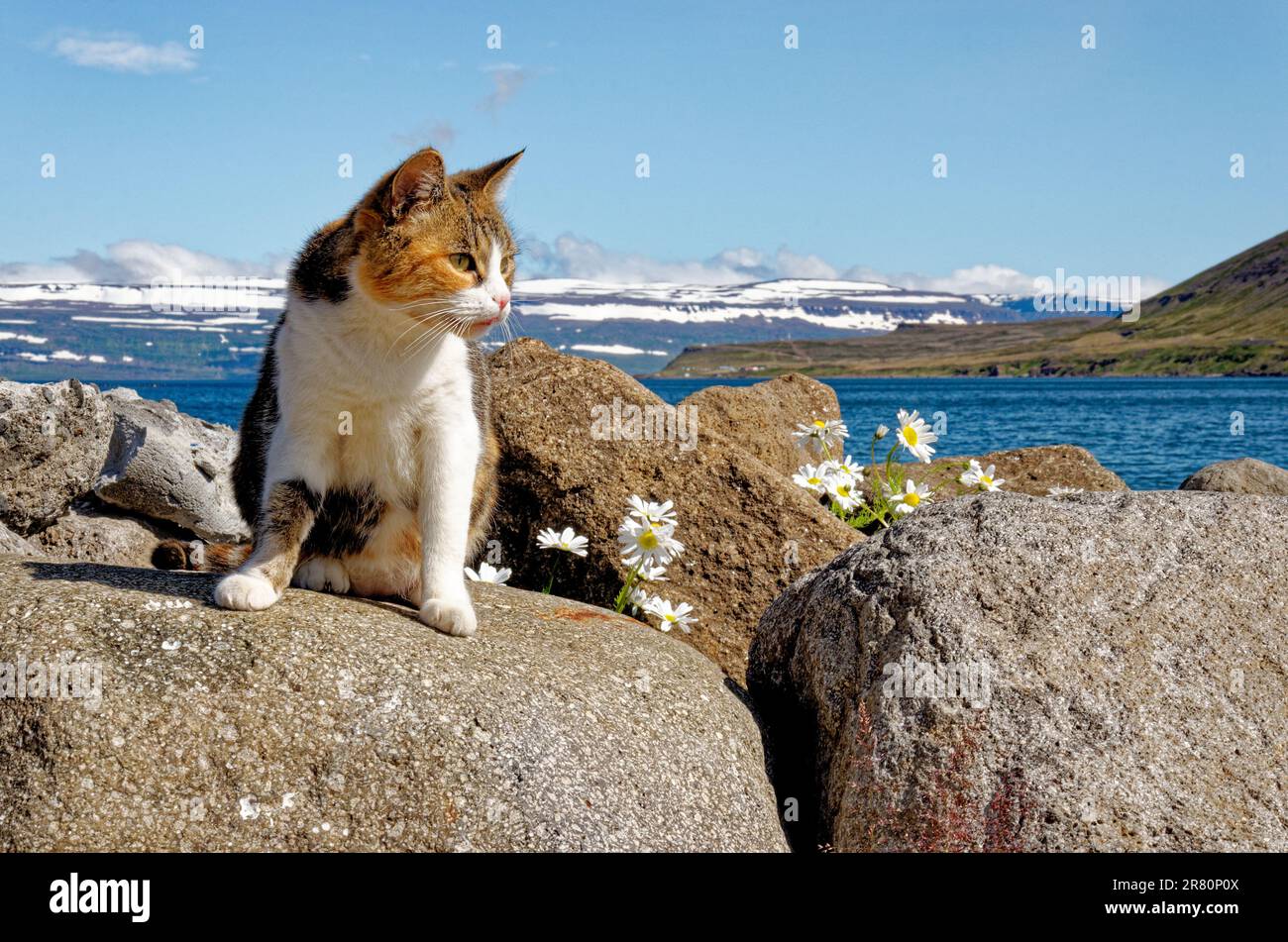 Beautiful view and landscape with cat of icelandic fjord that is ...