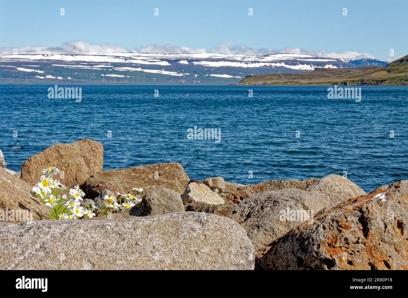 Beautiful view and landscape of icelandic fjord that is surrounding ...
