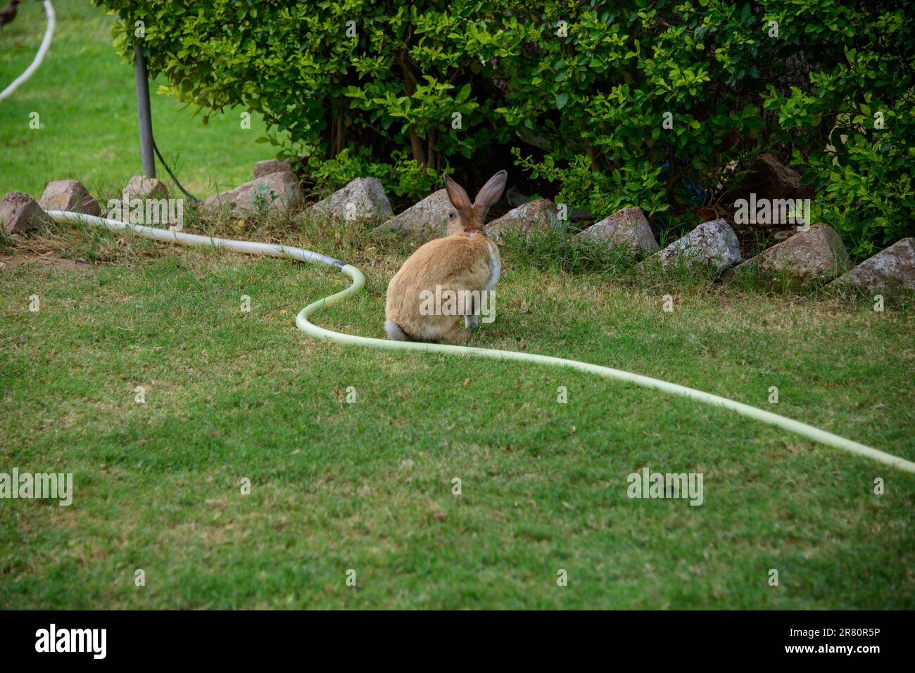 Rabbit baby shade hi-res stock photography and images - Alamy