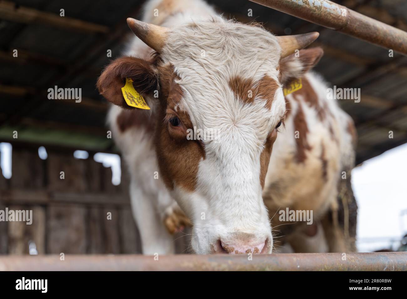 Young red Holstein calf bull in outdoor cow barn behind metal fence ...