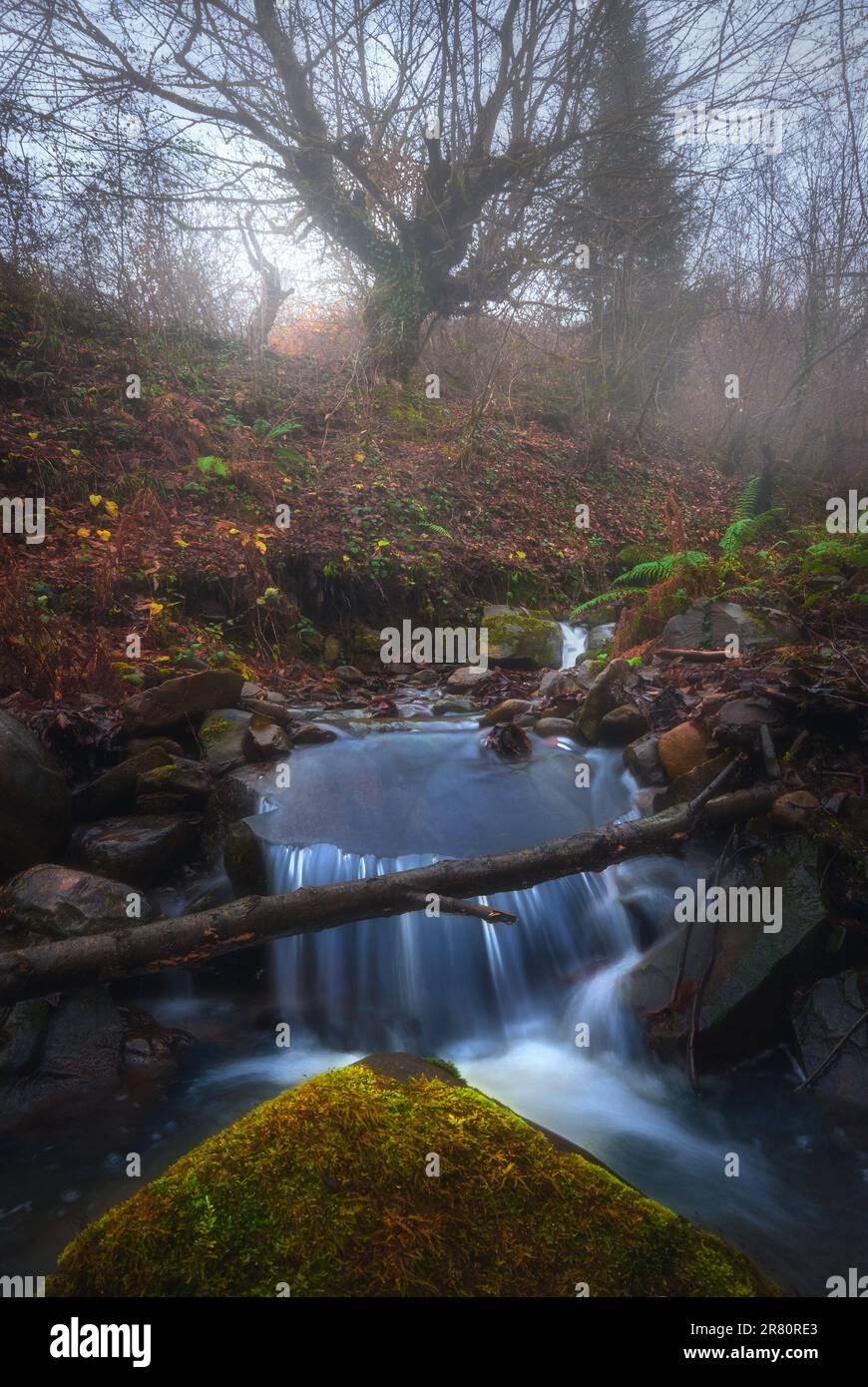 Late autumn misty old forest in georgia, racha region Stock Photo - Alamy