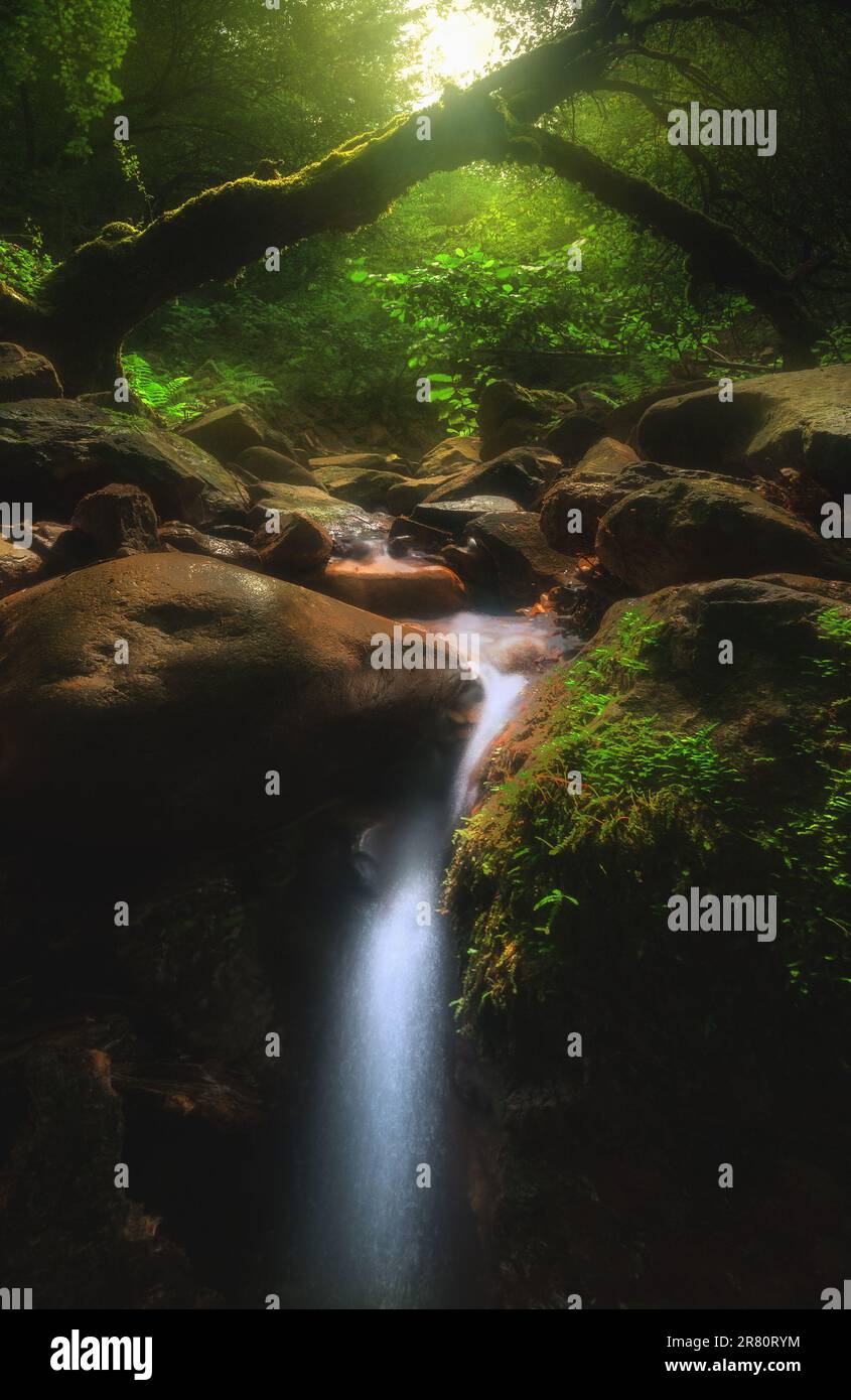 Small Waterfall In The beautiful summer Forest. Pure Water Flowing ...