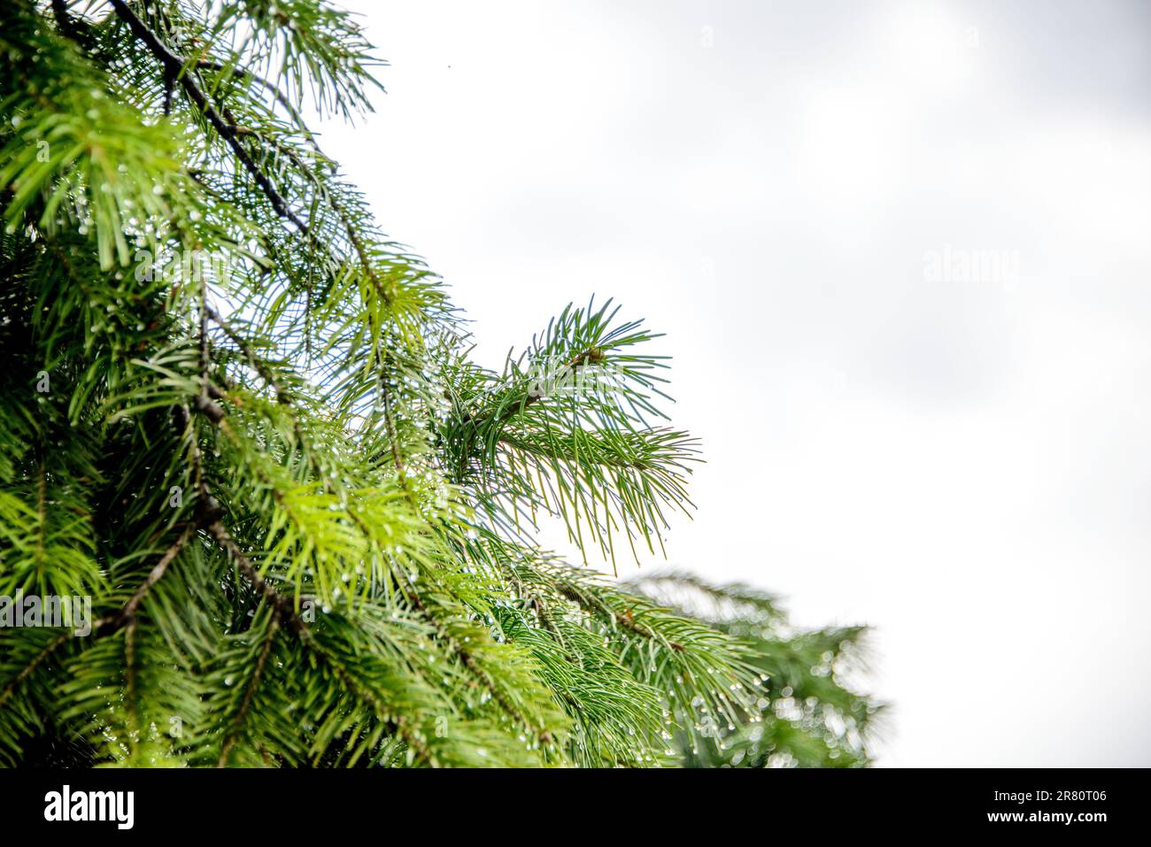A view of the pine trees and white clouds in the sky in Nathia Gali ...